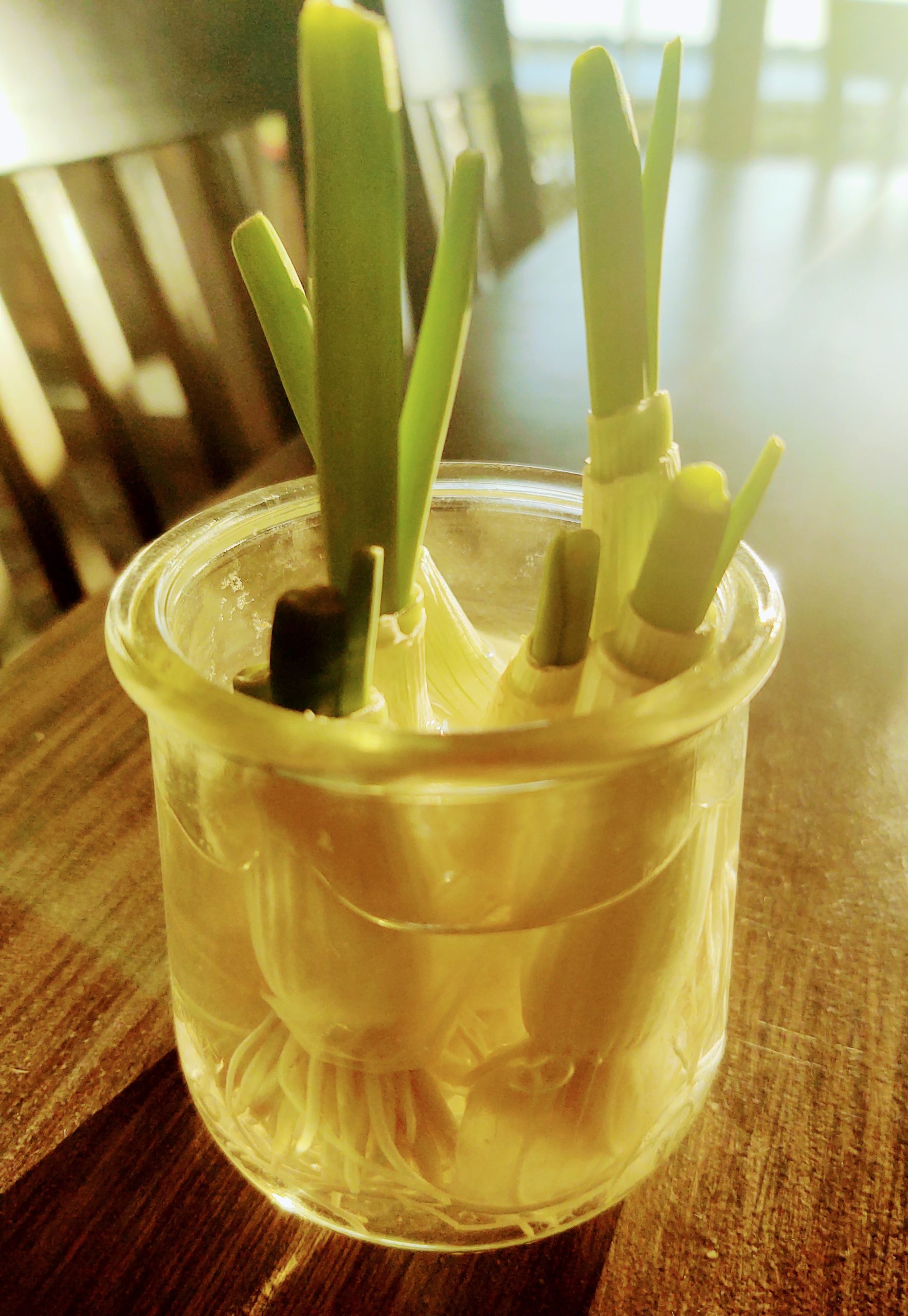 Growing Scallions At Home – Go Healthy Living